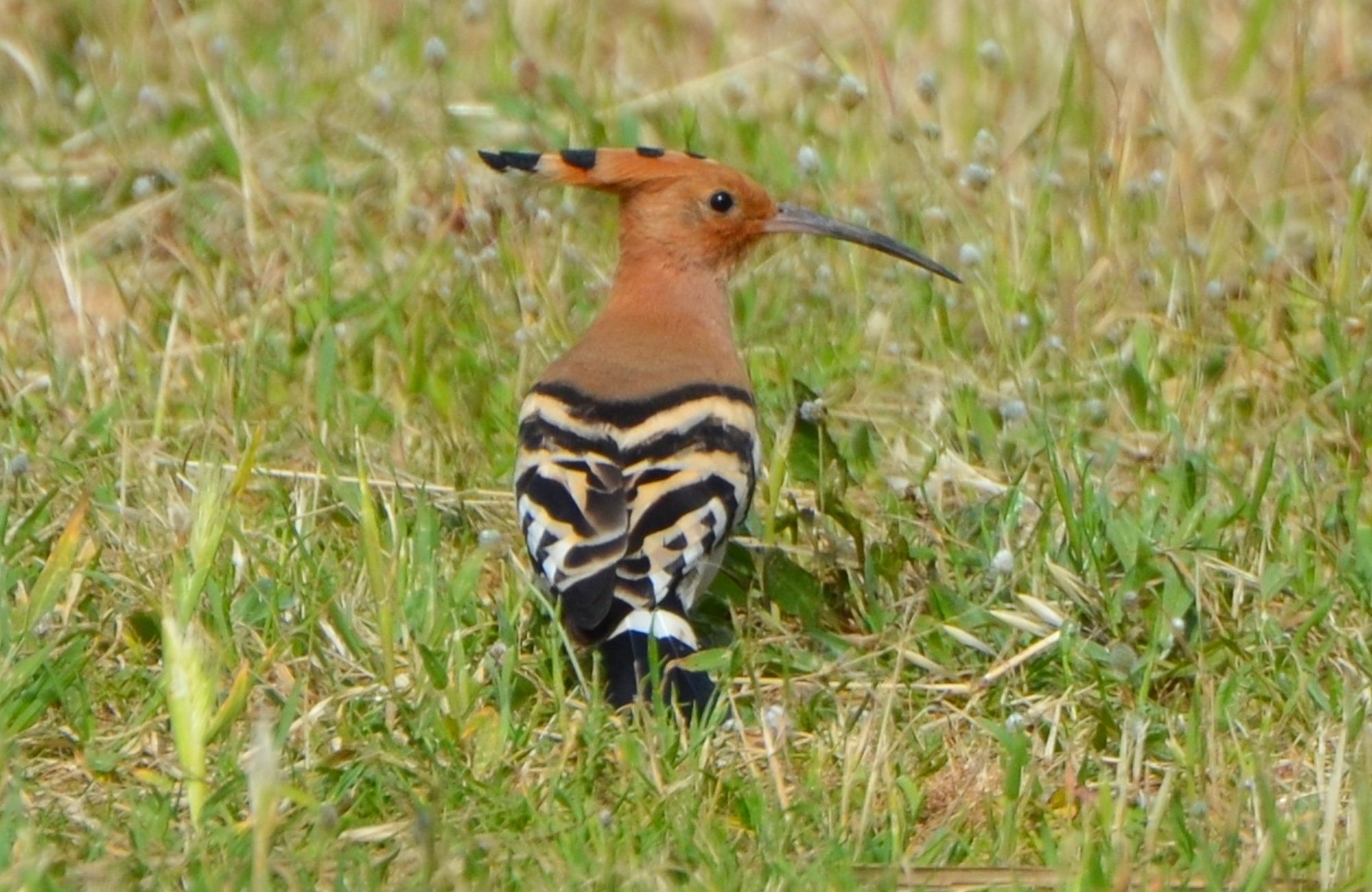 Huppe fasciée | CRB Environnement