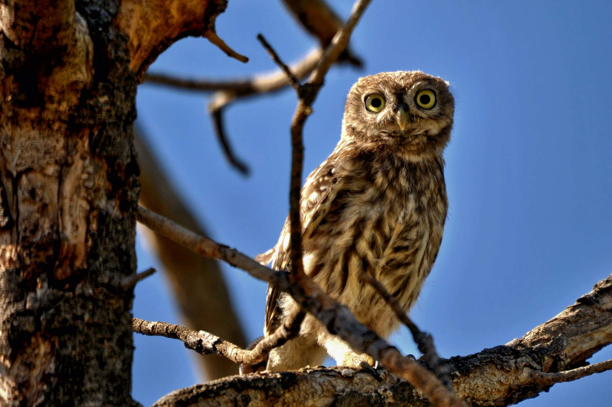 Chouette Chevêche d’Athéna | CRB Environnement
